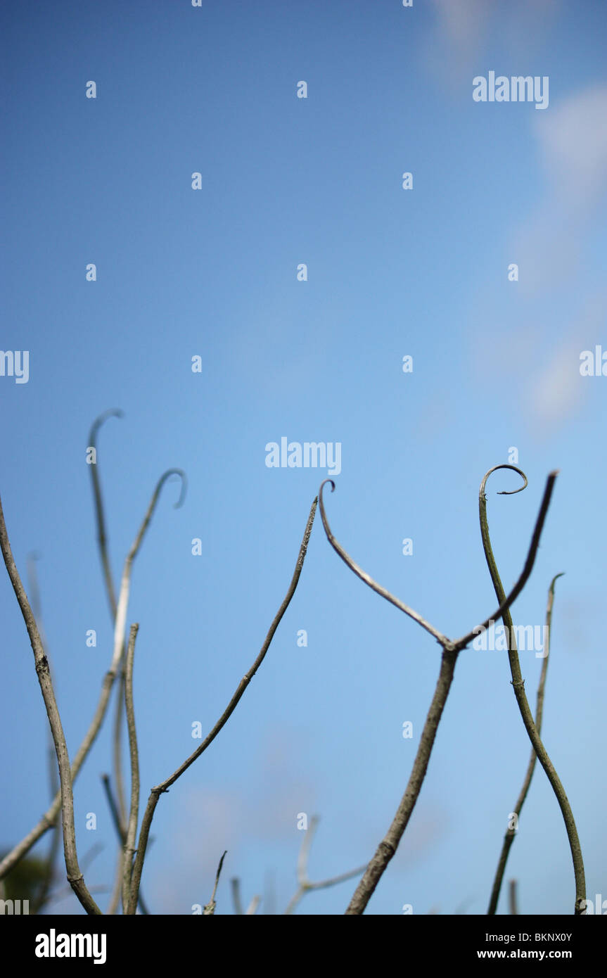 Curly twigs hi-res stock photography and images - Alamy