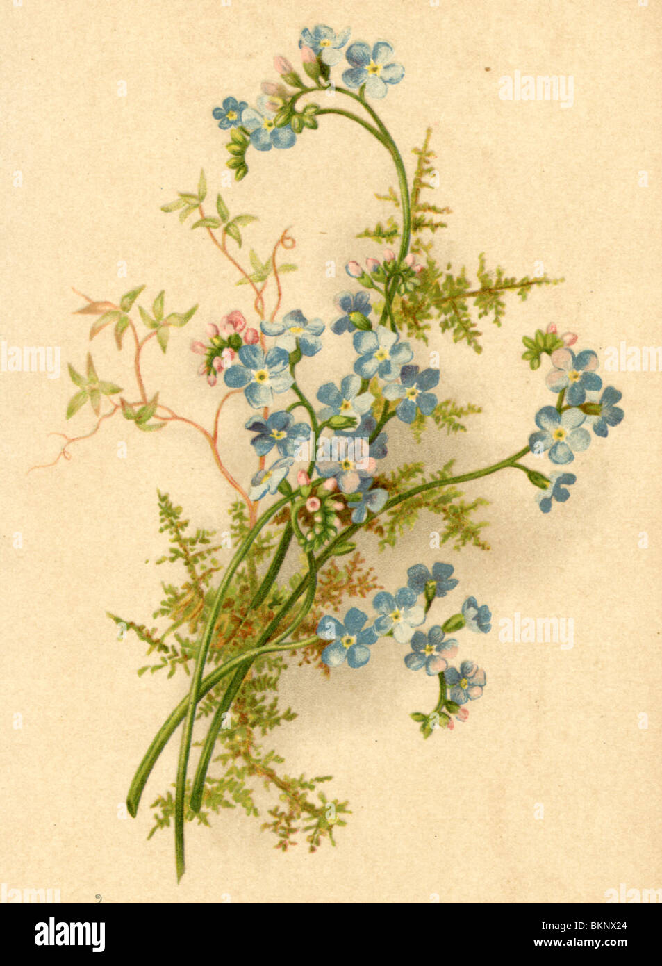 Nots hi-res stock photography and images - Alamy