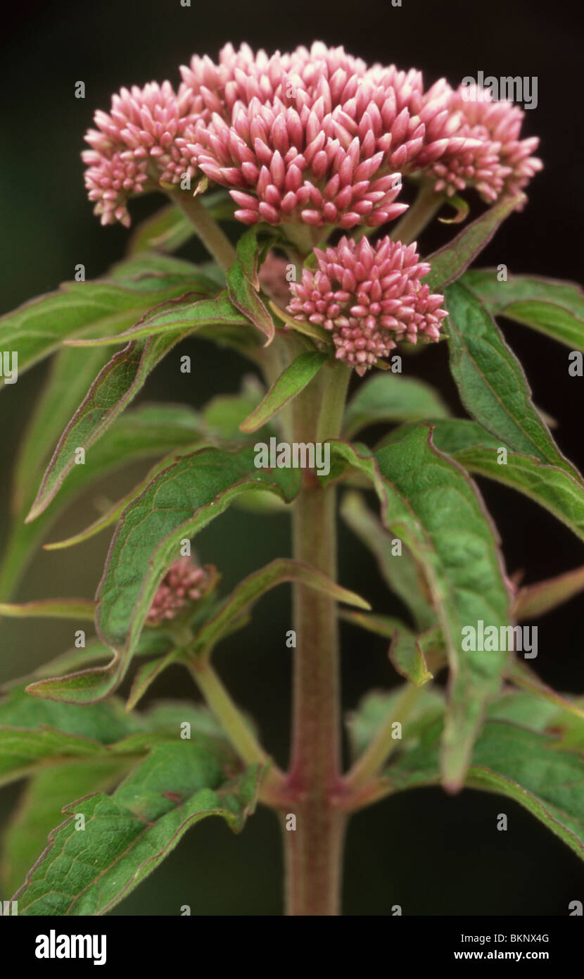 Hemp stalk hi-res stock photography and images - Alamy