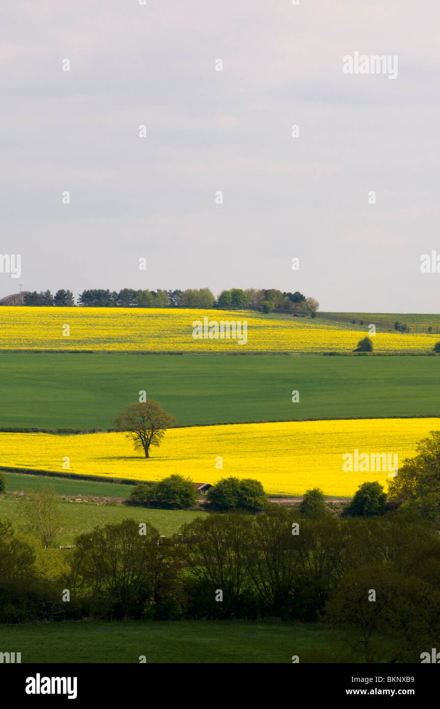 Fields in the cotswolds, Looking across the Cherwell valley in Spring ...