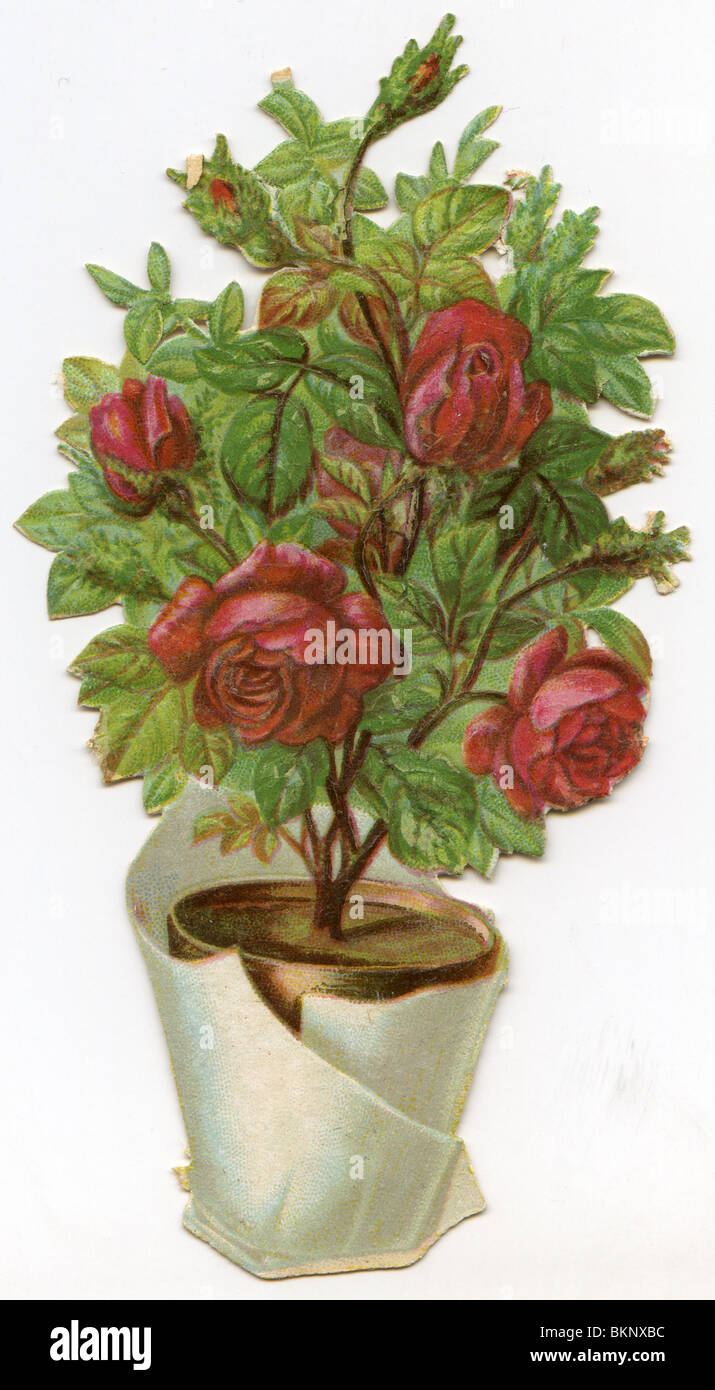 Crimson rose hi-res stock photography and images - Alamy