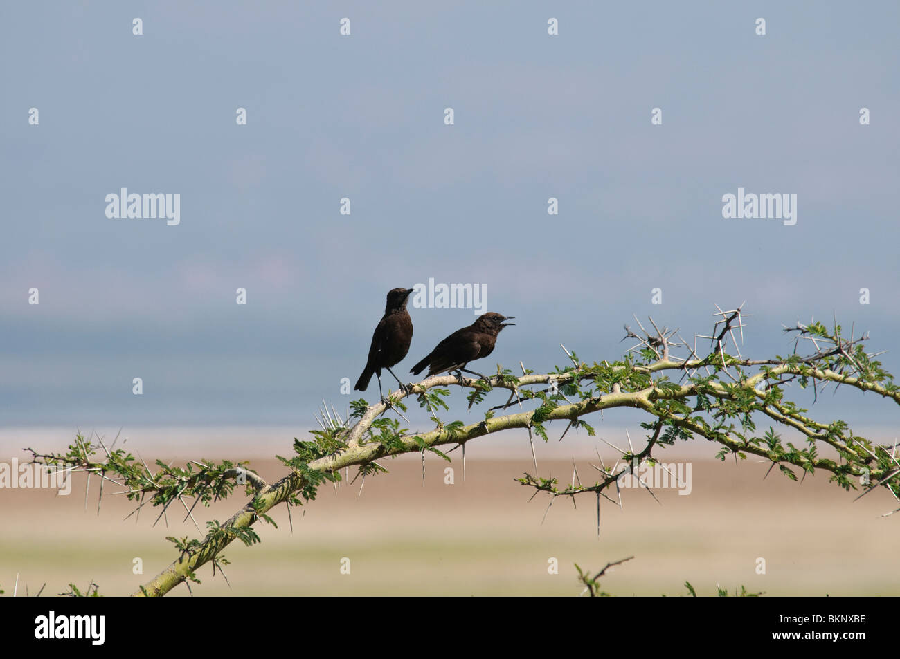 Myrmecocichla Aethiops High Resolution Stock Photography and Images - Alamy