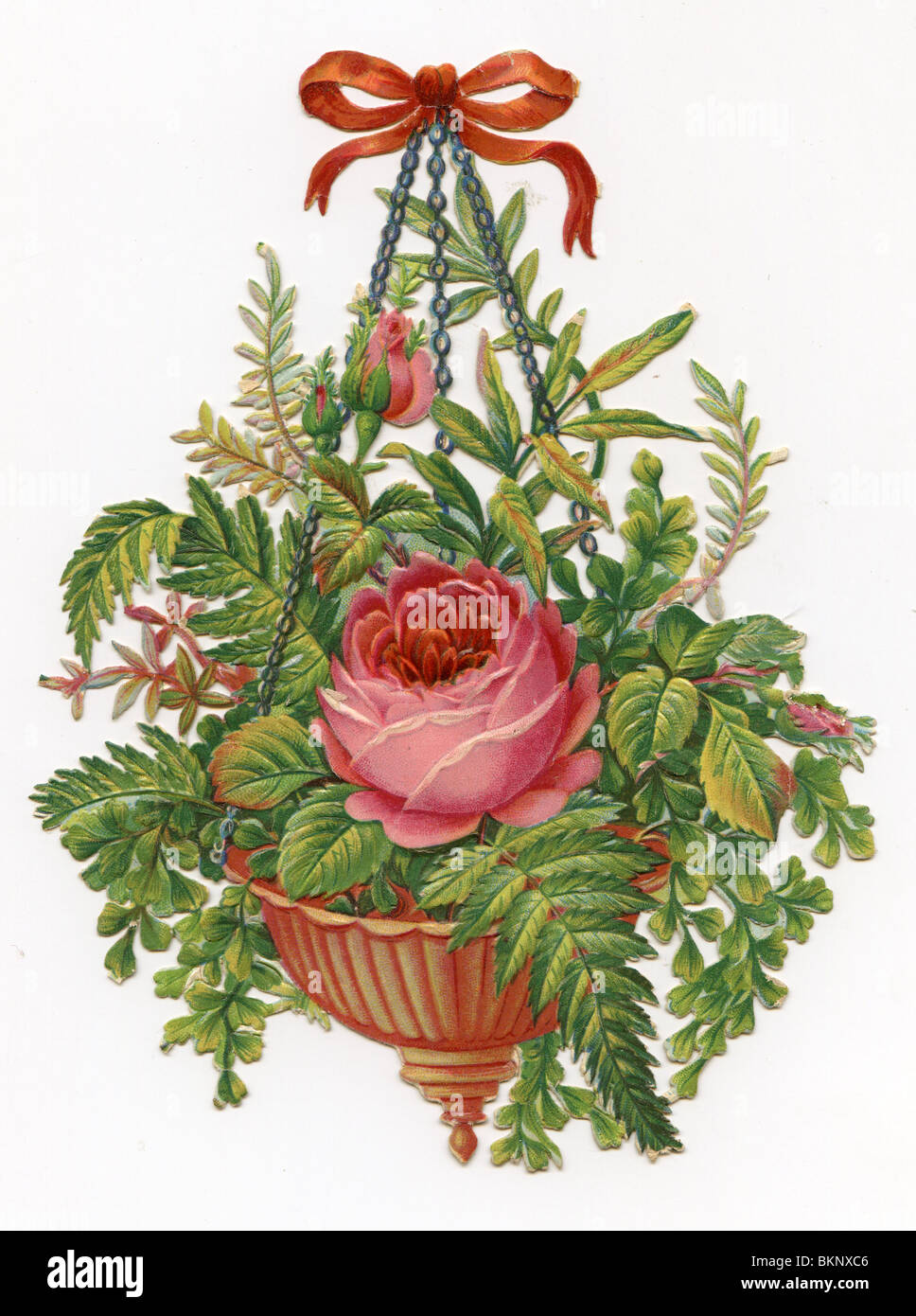 Hanging rose hi-res stock photography and images - Alamy