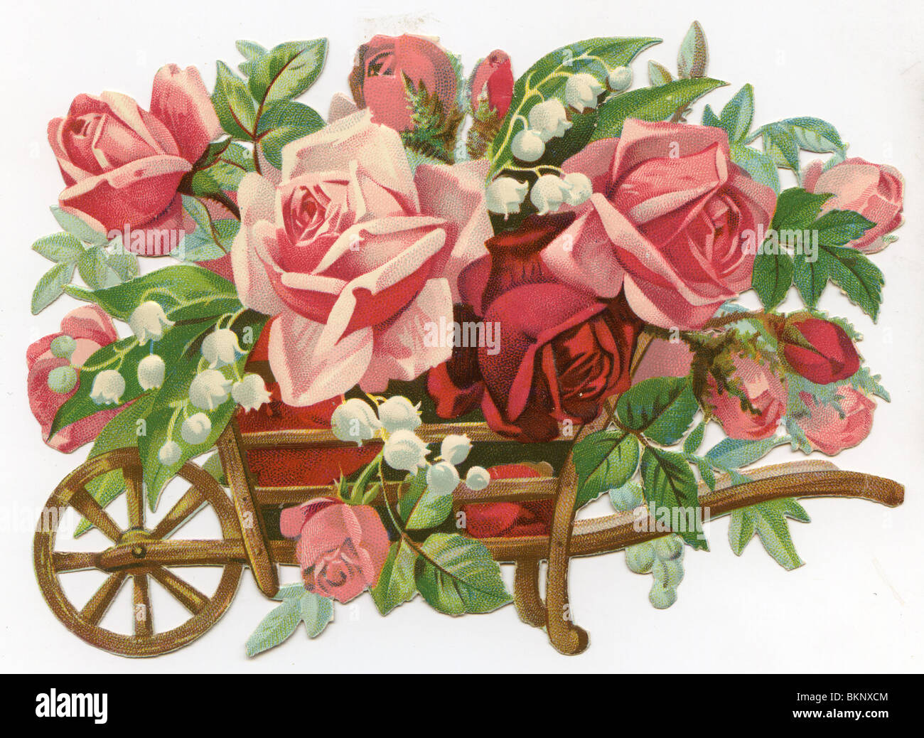 Barrow rose hi-res stock photography and images - Alamy