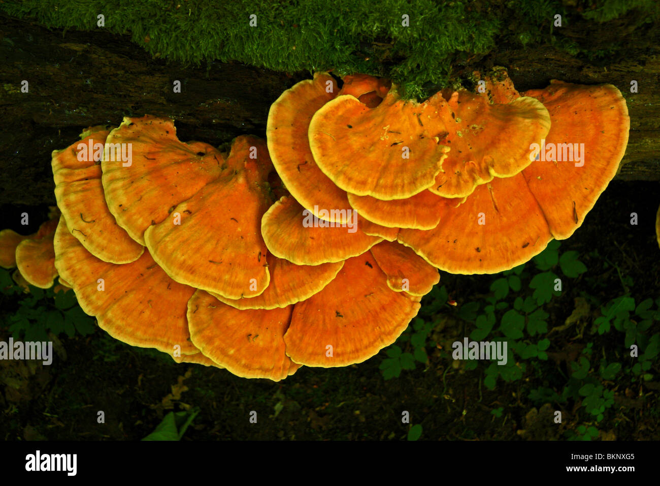 Chicken of the woods (Laetiporus sulphureus) growing on a tree trunk ...