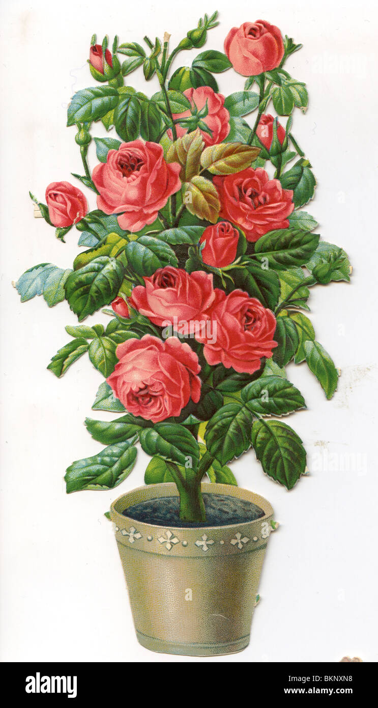 Red Roses in a Ceramic Pot Stock Photo - Alamy