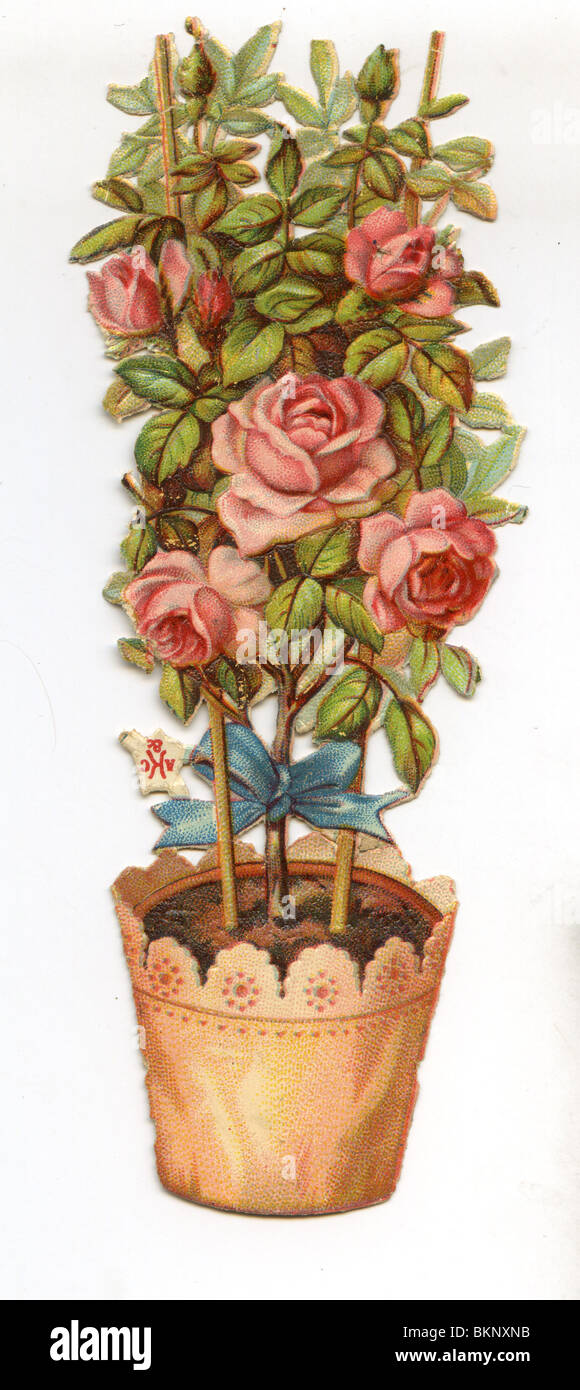 Pink Roses in Ceramic Pot Stock Photo - Alamy