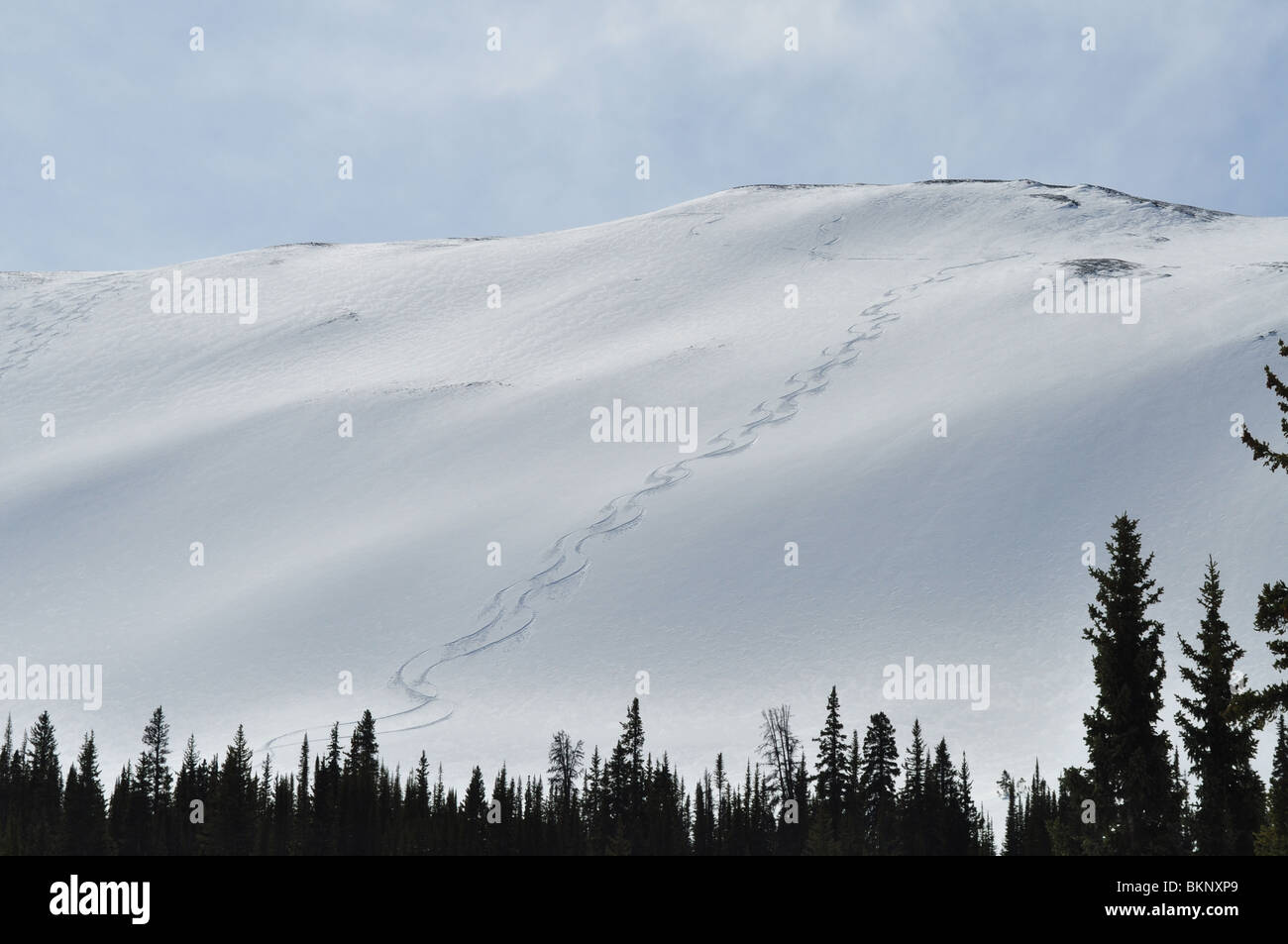 Fresh ski tracks Stock Photo - Alamy