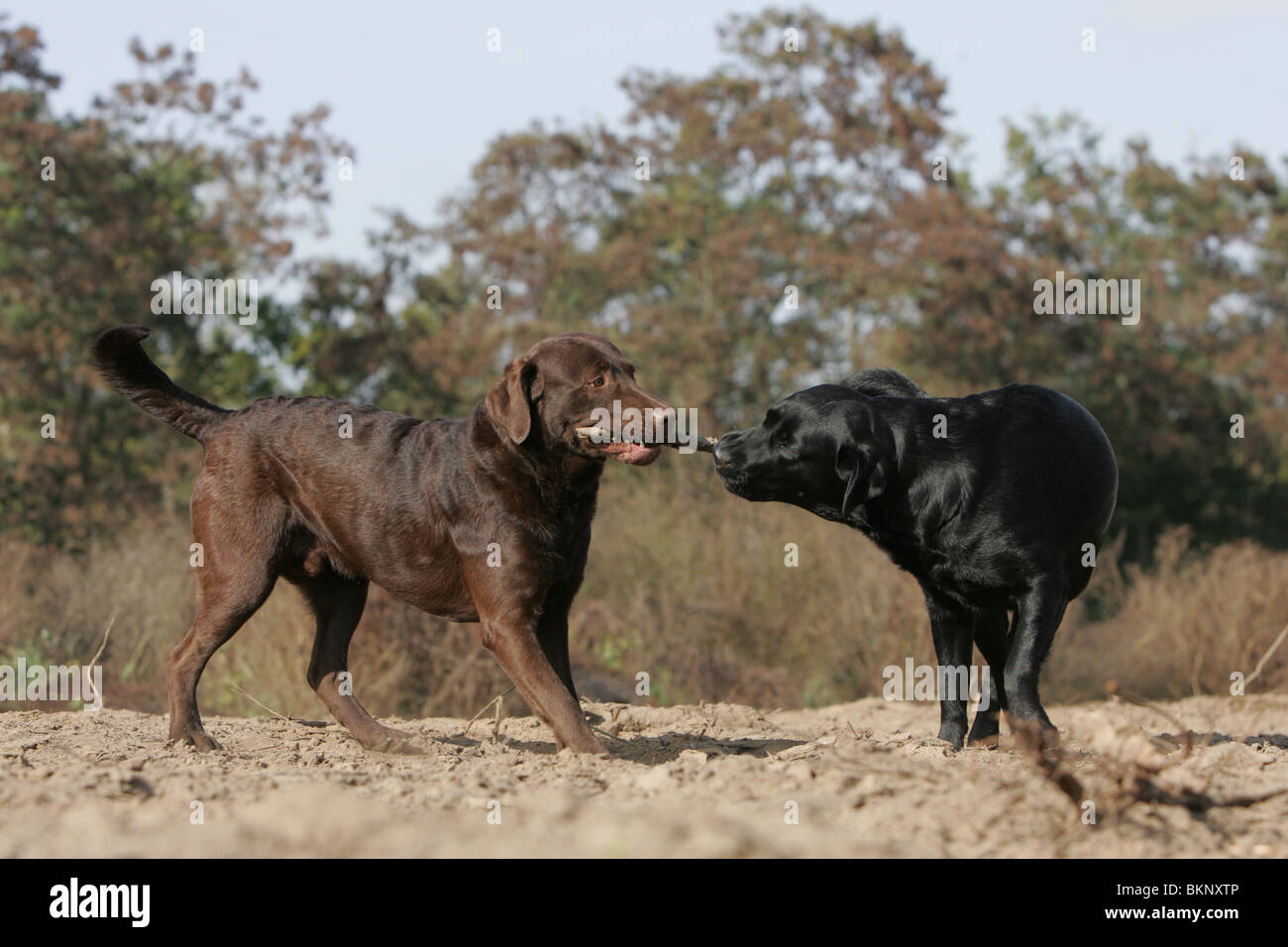 playing Labrador Retriever Stock Photo - Alamy
