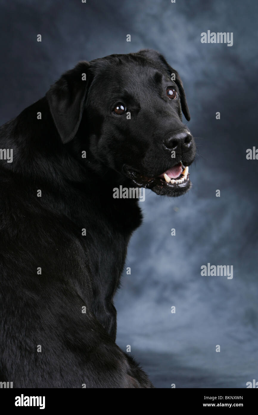 Labrador Retriever Portrait Stock Photo - Alamy