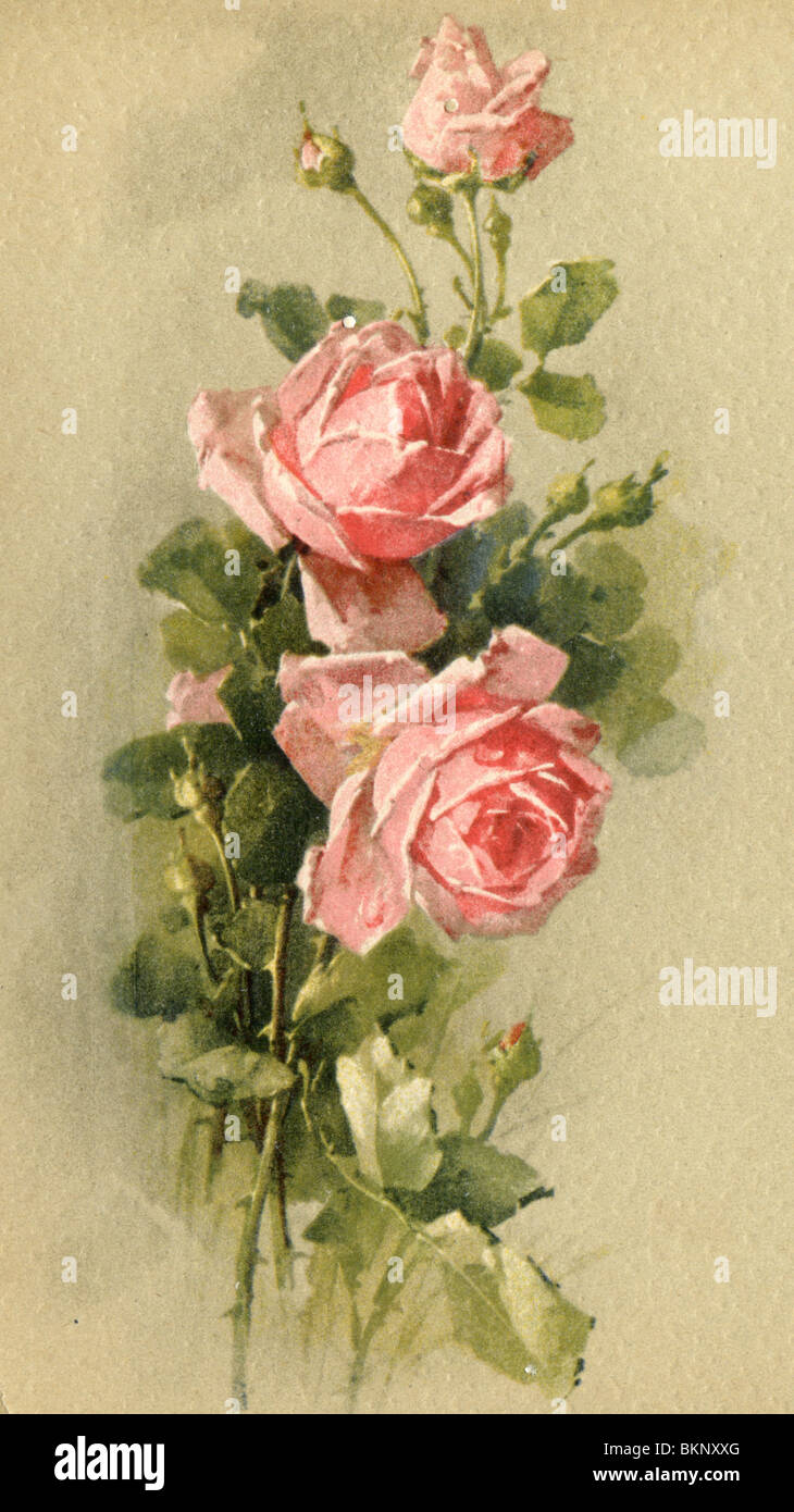 Study of Pink Roses Stock Photo - Alamy