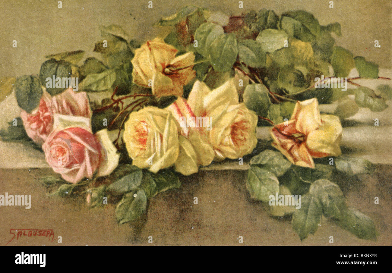 Study of roses hi-res stock photography and images - Alamy