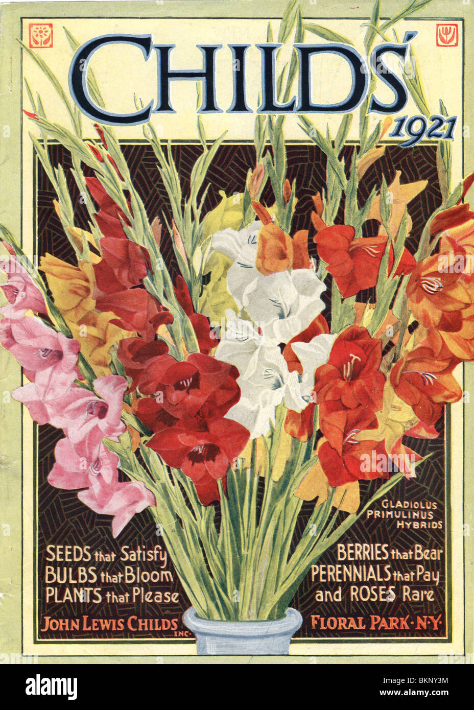 Gladiolus Primulinus Hybrids Stock Photo - Alamy
