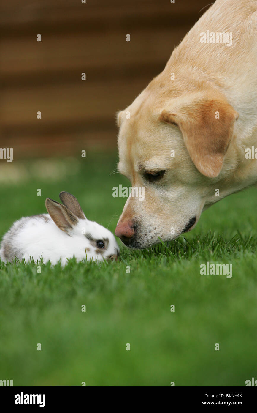 Labrador Retriever and bunny Stock Photo - Alamy