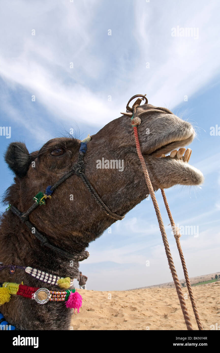 Camel head hi-res stock photography and images - Alamy