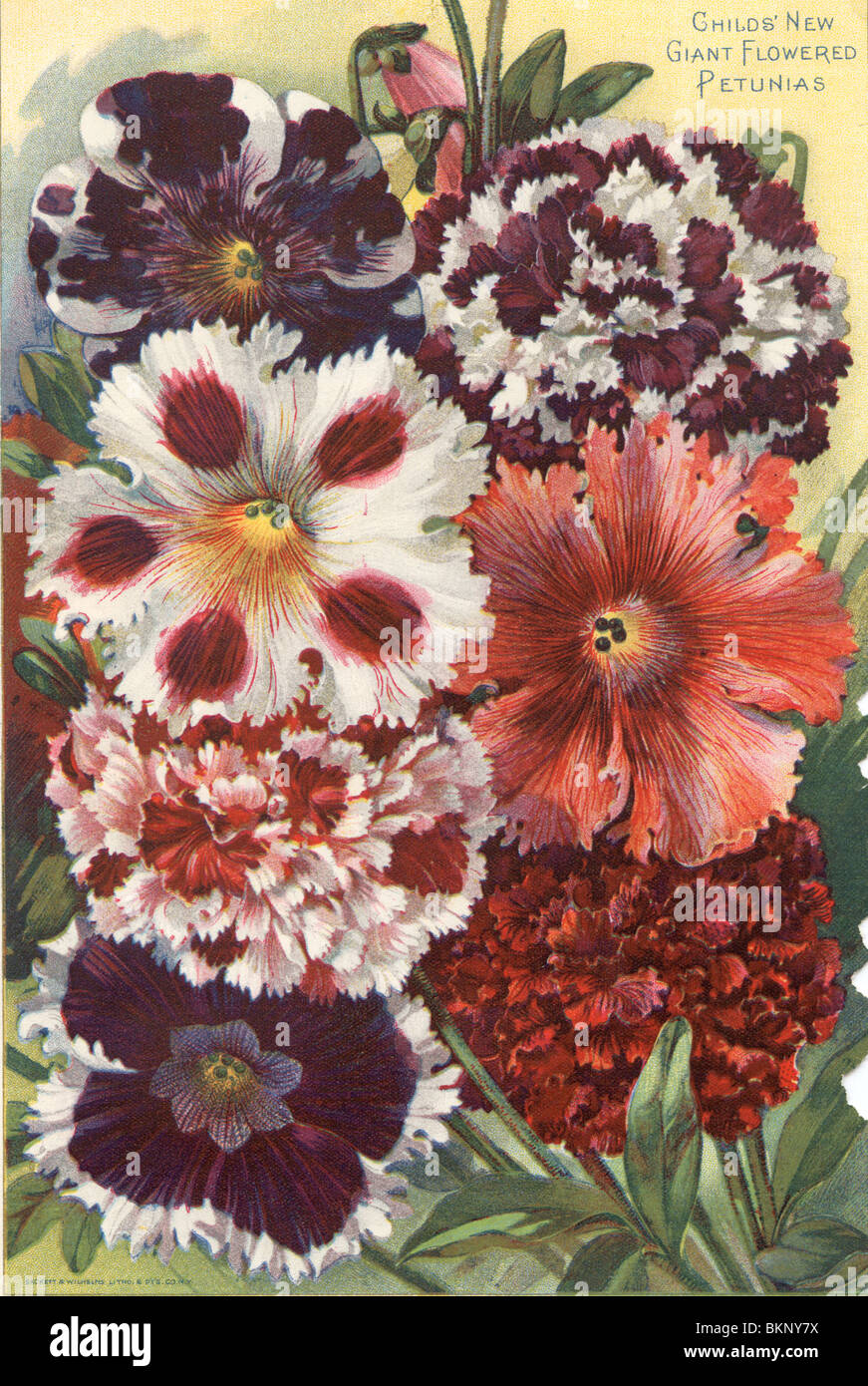 Giant petunia hi-res stock photography and images - Alamy