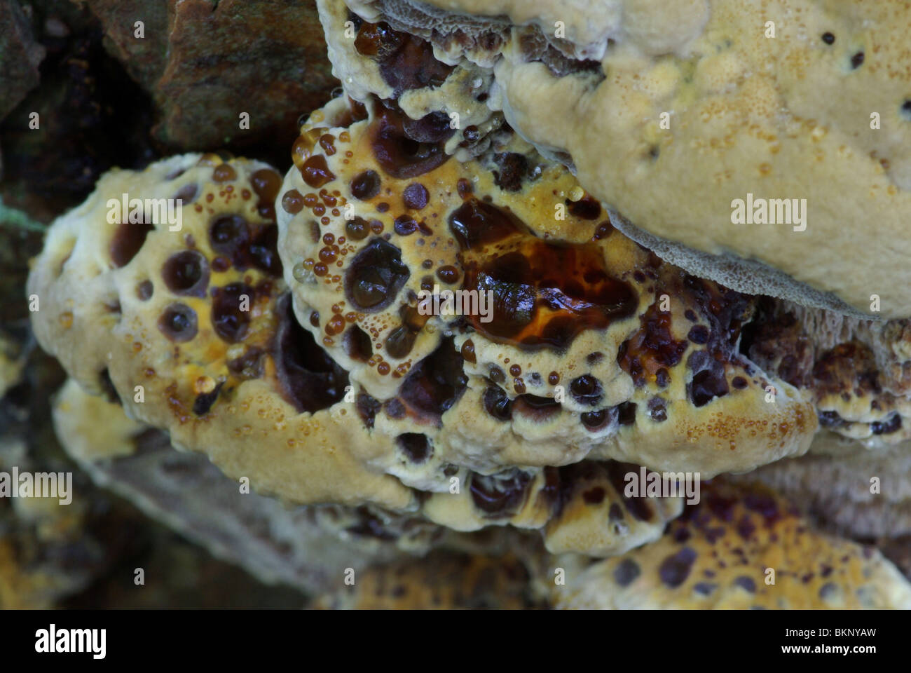 Guttatie hi-res stock photography and images - Alamy