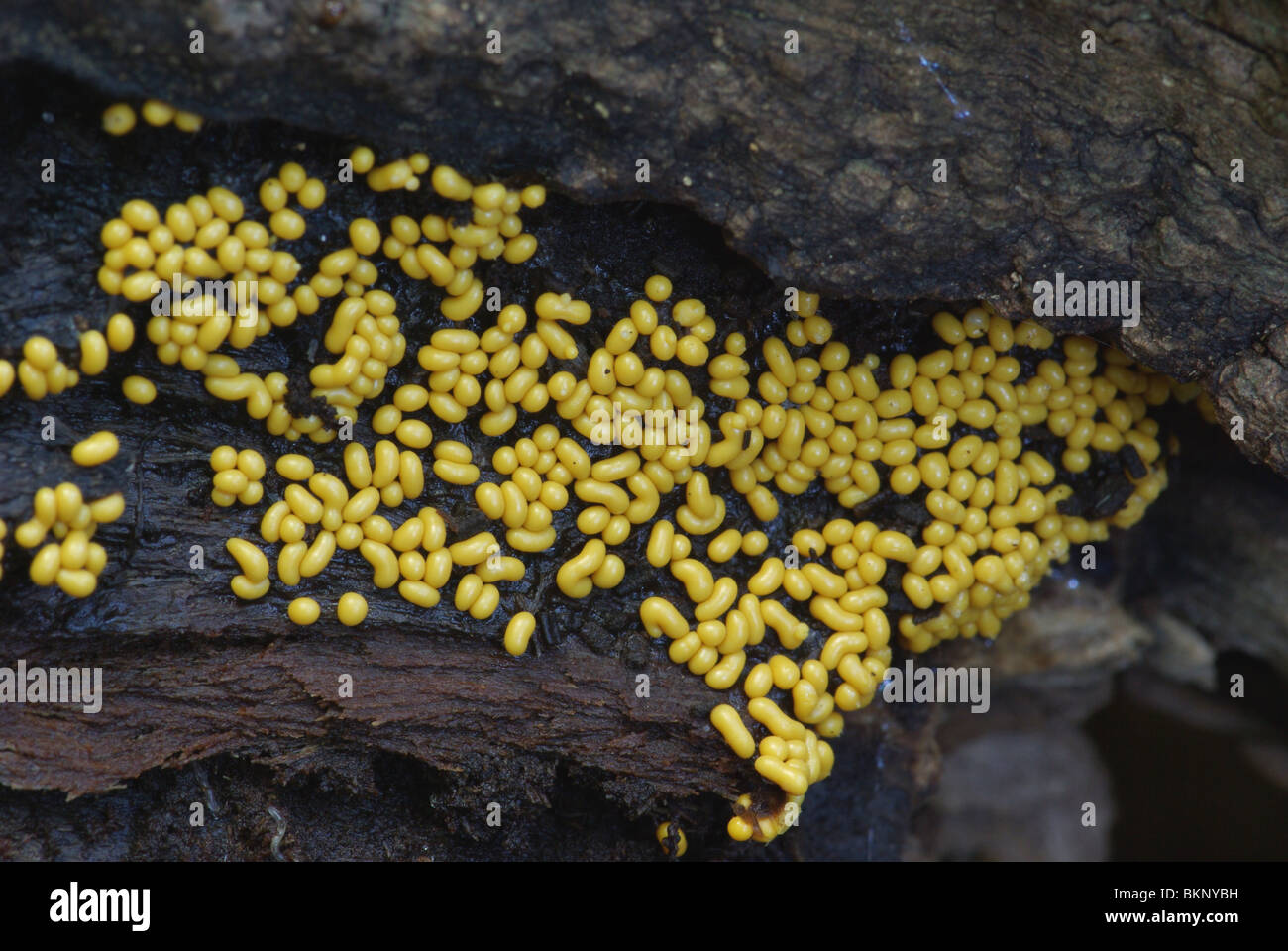 Slime molds hi-res stock photography and images - Alamy