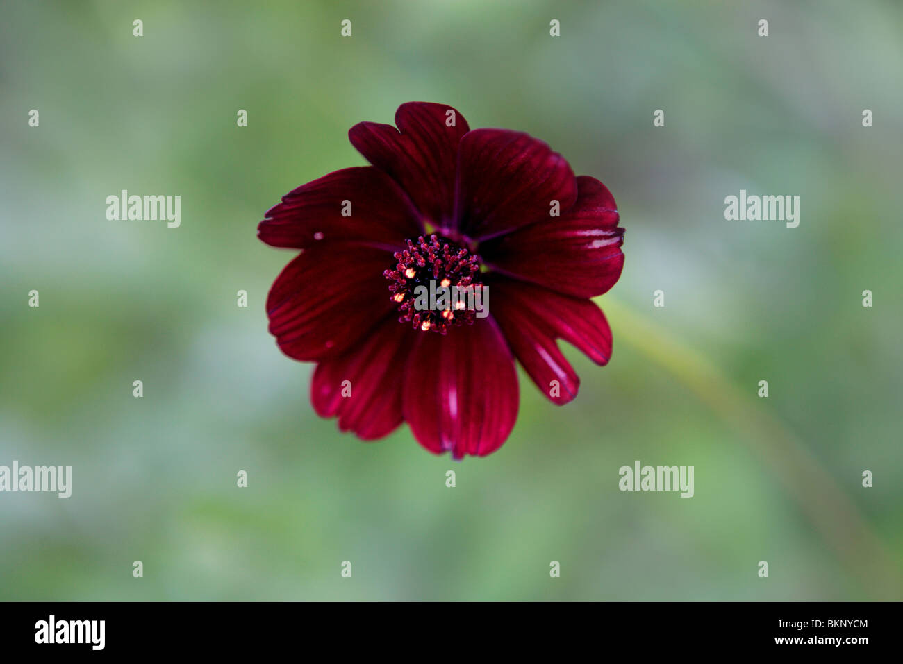 CHOCOLATE COSMOS (COSMOS ASTROSANGUINEUS Stock Photo - Alamy