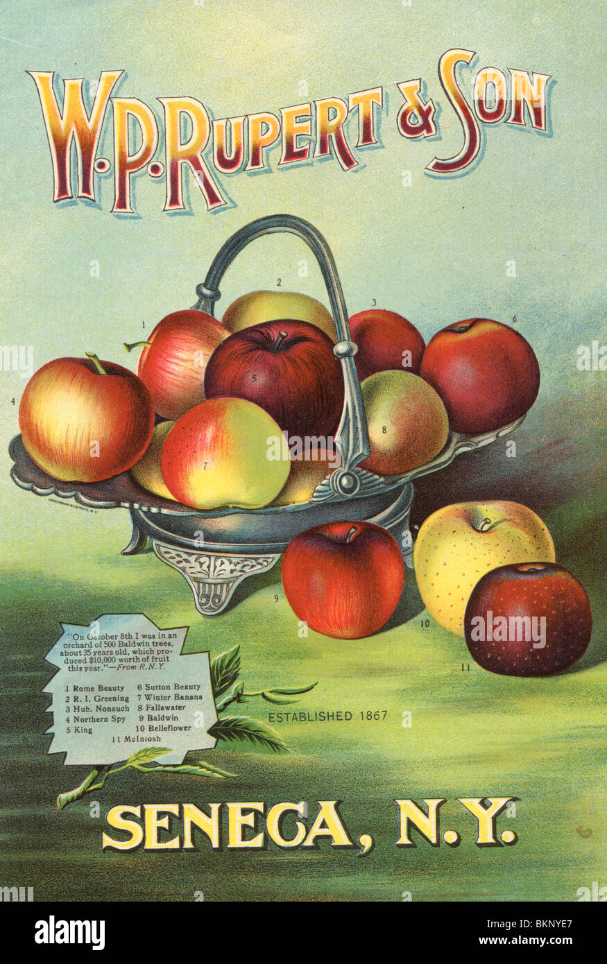 W.P Rupert & Son Poster Campaign -Apples Stock Photo - Alamy