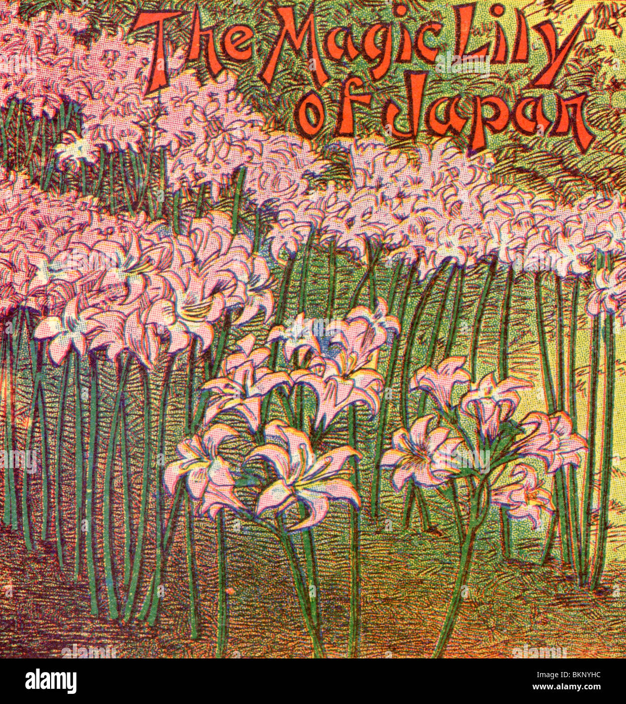 The Magic Lily of Japan Stock Photo - Alamy