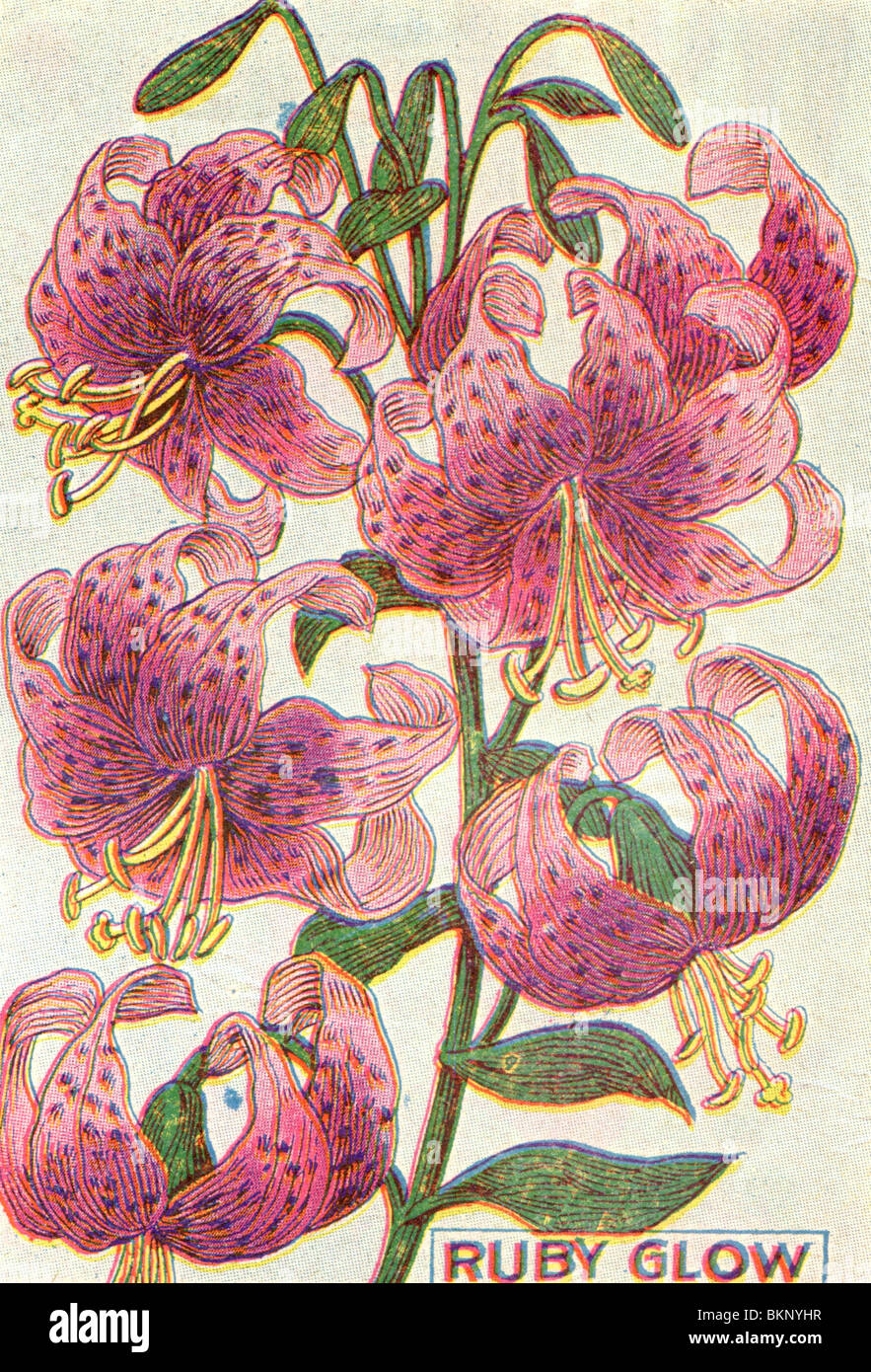 Casablanca Lily - Ruby Glow Stock Photo - Alamy