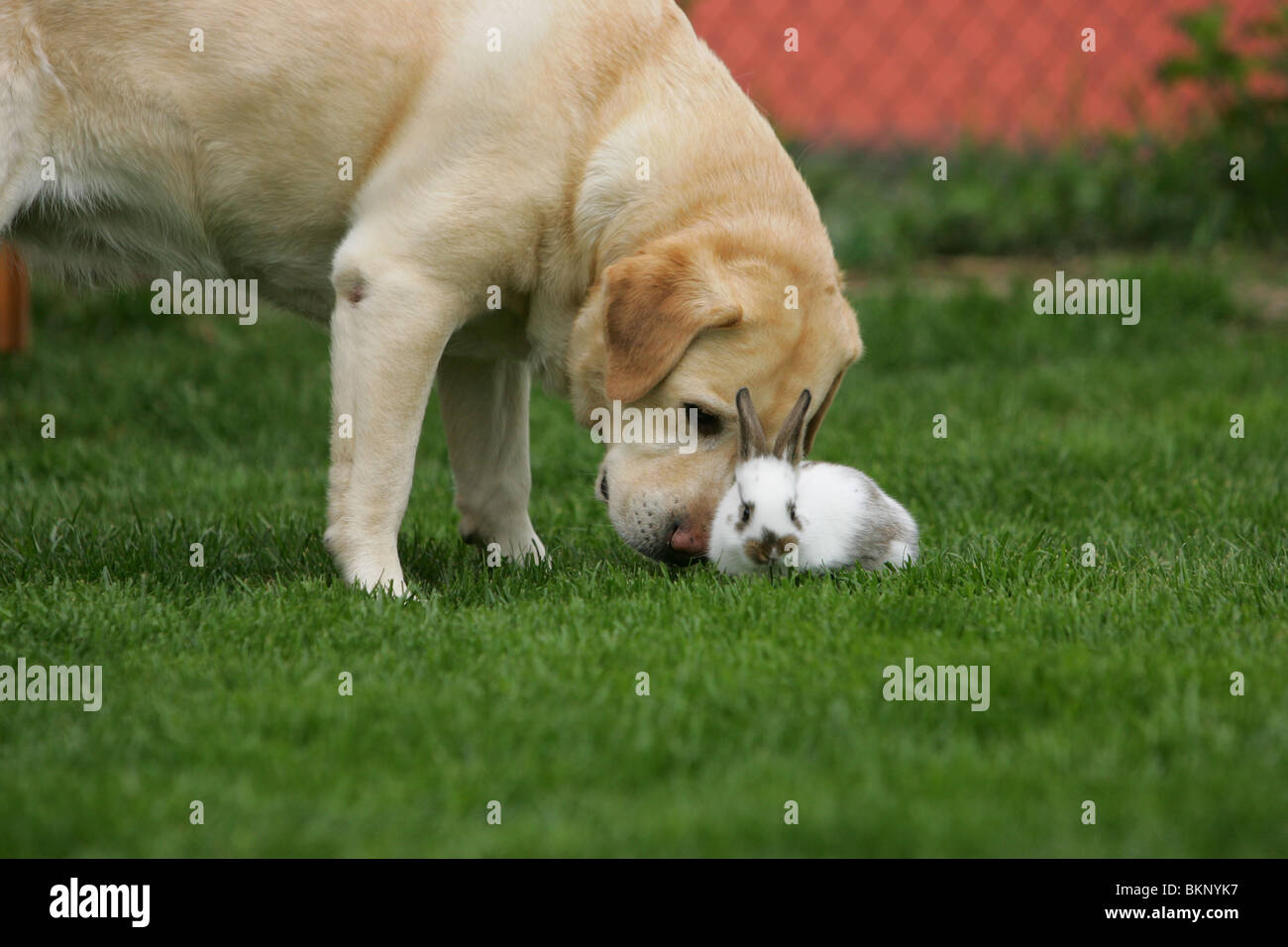 Labrador Retriever and bunny Stock Photo - Alamy