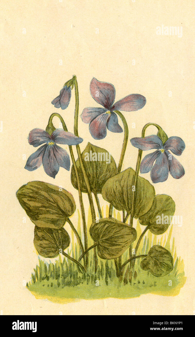 Common Blue Violet (May Stock Photo - Alamy