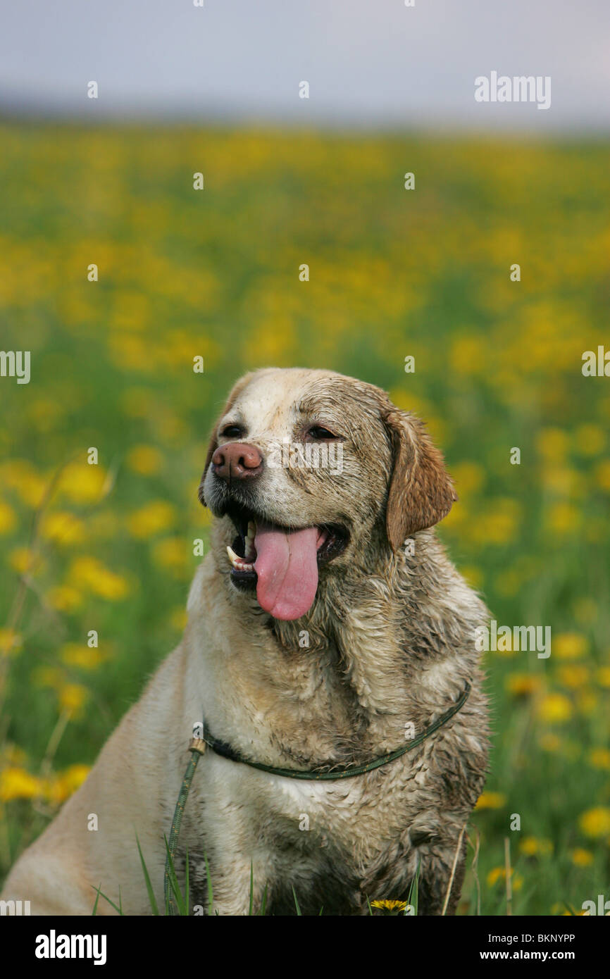 dirty Labrador Retriever Stock Photo - Alamy