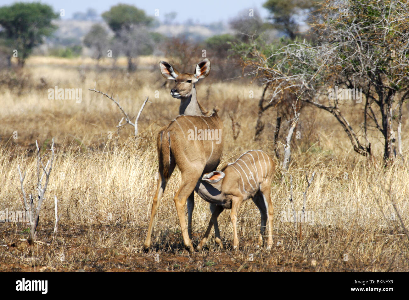 Female Greater Kudu feeding its baby, Kruger Park, South Africa Stock ...