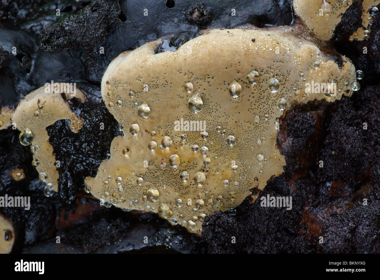 Guttatie als zweetdruppels door vochtige nacht uit vuurzwam Stock Photo ...
