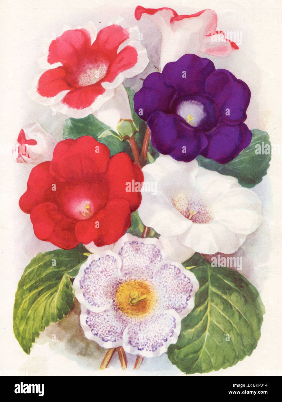 Gloxinia gloxinias hi-res stock photography and images - Alamy