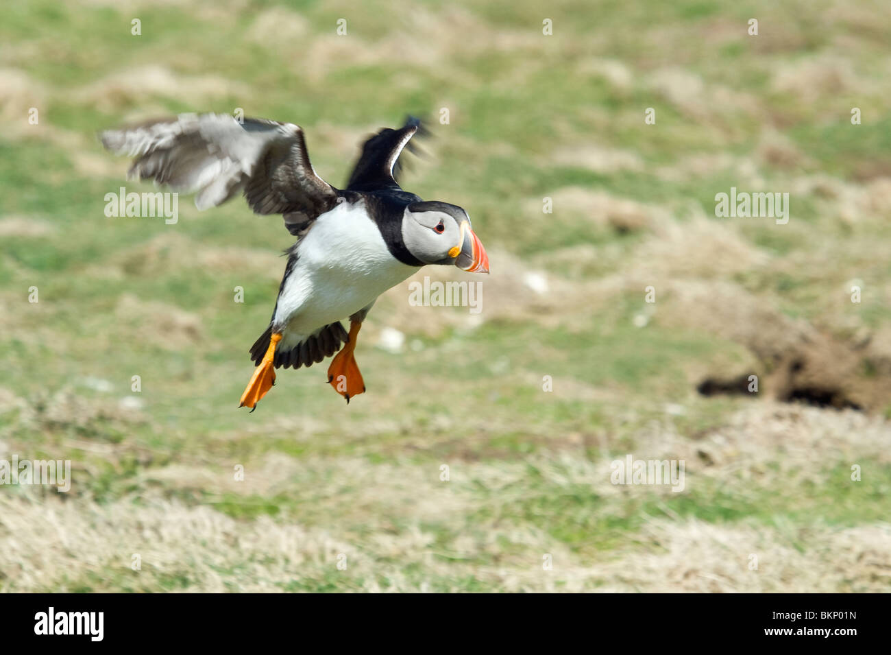Atlantic Puffin coming in to land, taken at Skomer Island ...