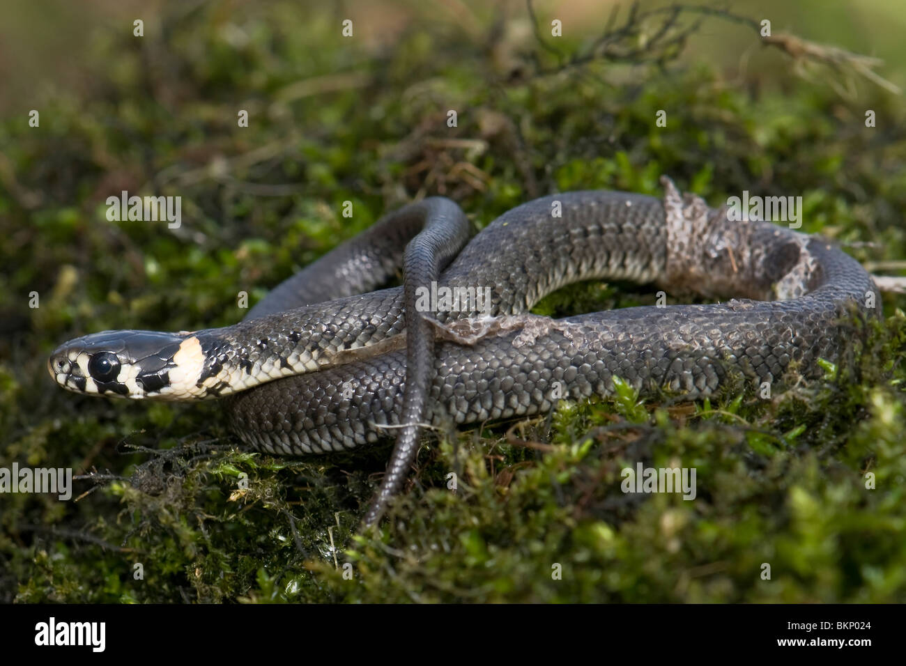 Grass snake changing skin Stock Photo - Alamy