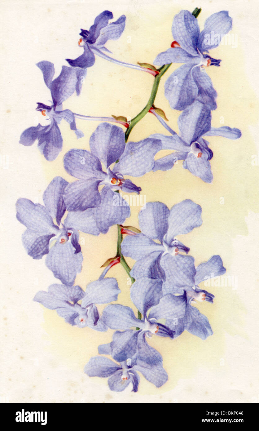 Orchid - "Queen Elizabeth Stock Photo - Alamy