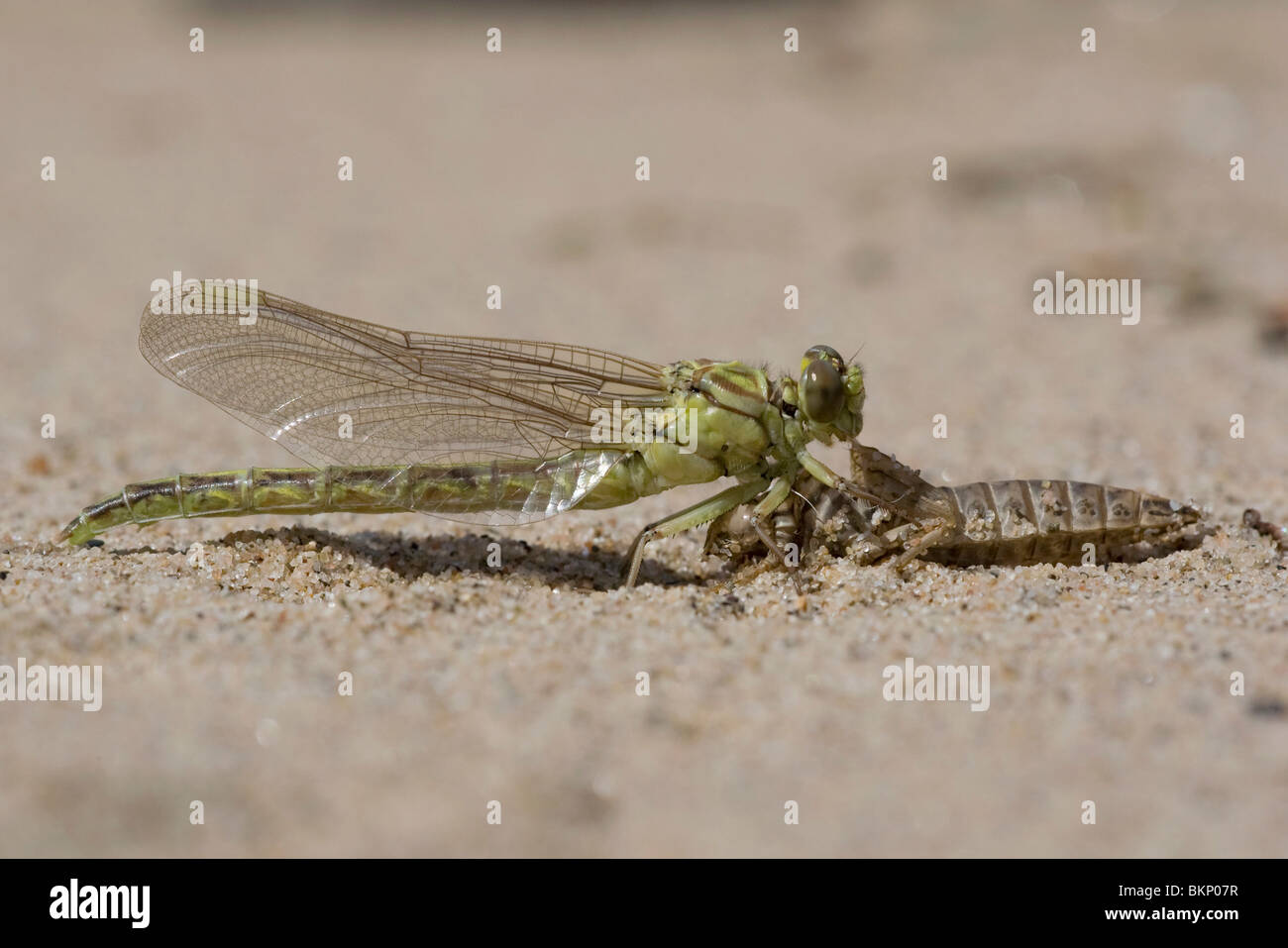 Clubtail hi-res stock photography and images - Alamy