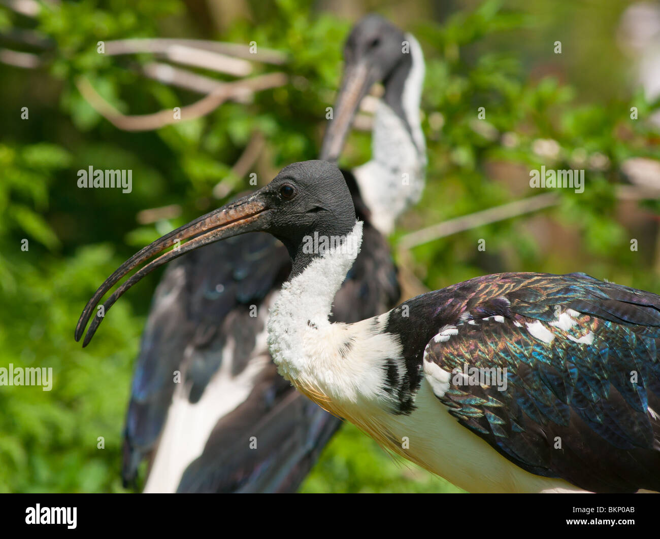 Two ibises hi-res stock photography and images - Alamy