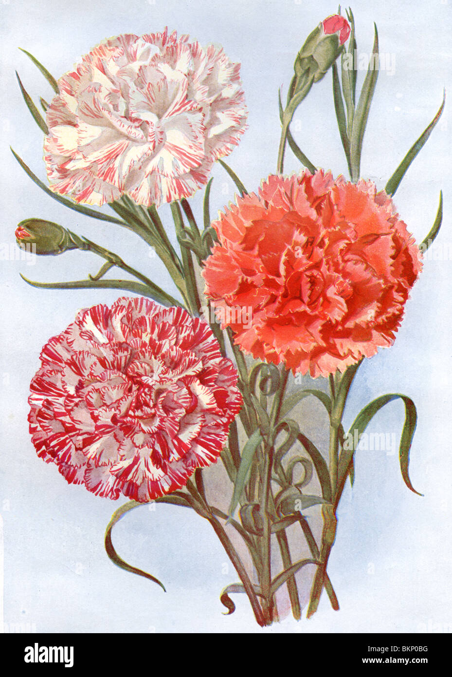 Perpetual flowering carnation hi-res stock photography and images - Alamy