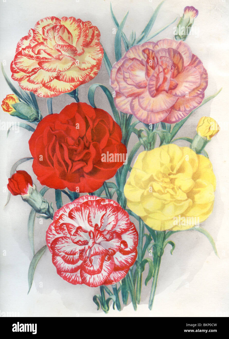 Border carnation hi-res stock photography and images - Alamy