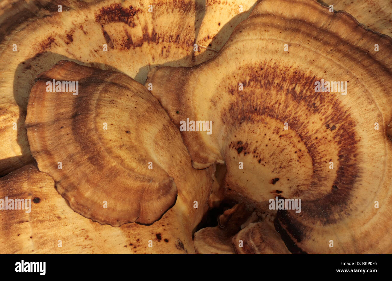 Poriaceae hi-res stock photography and images - Alamy