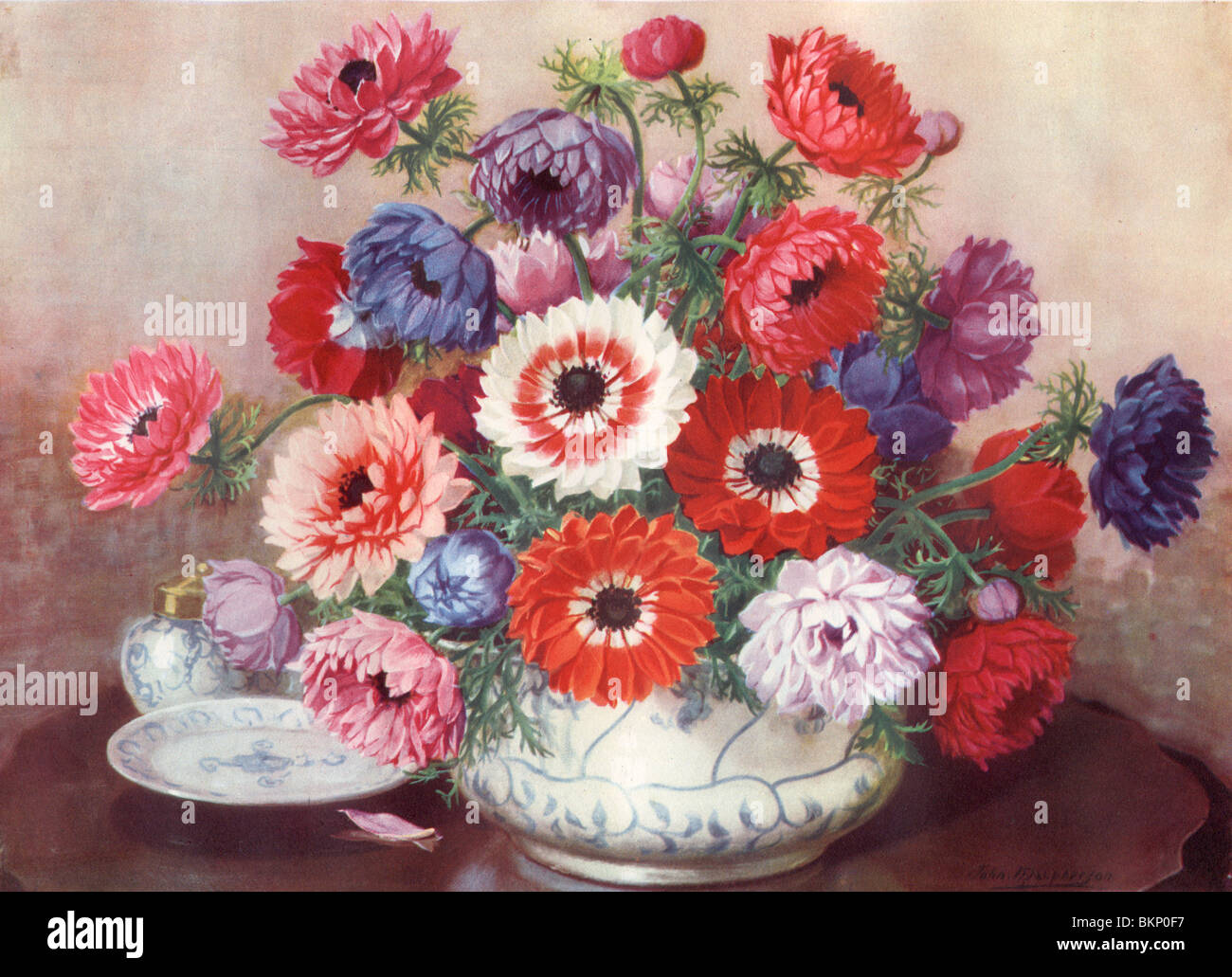 Anemone st brigid container hi-res stock photography and images - Alamy