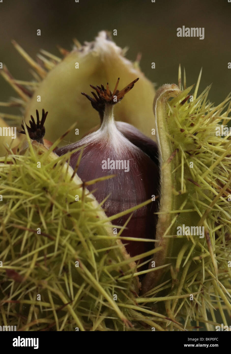 Vruchtdoos hi-res stock photography and images - Alamy