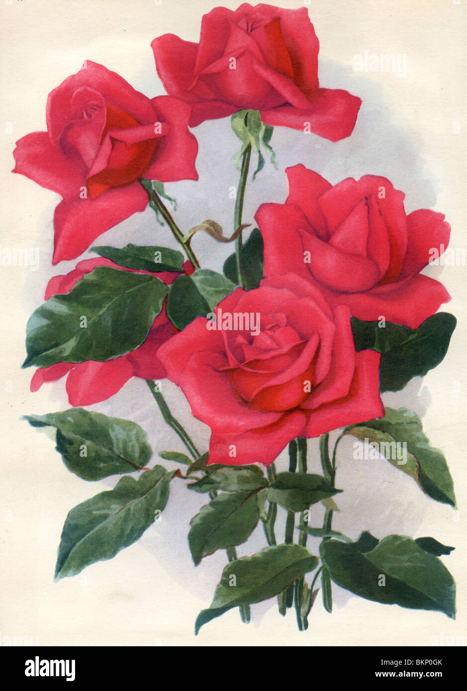 A Lovely Rose - "Peggy Stock Photo - Alamy