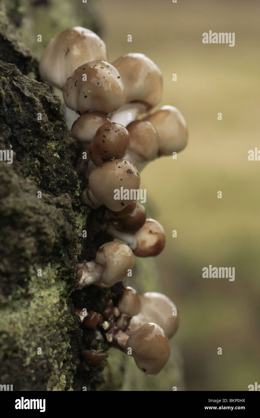 Round fungi hi-res stock photography and images - Alamy