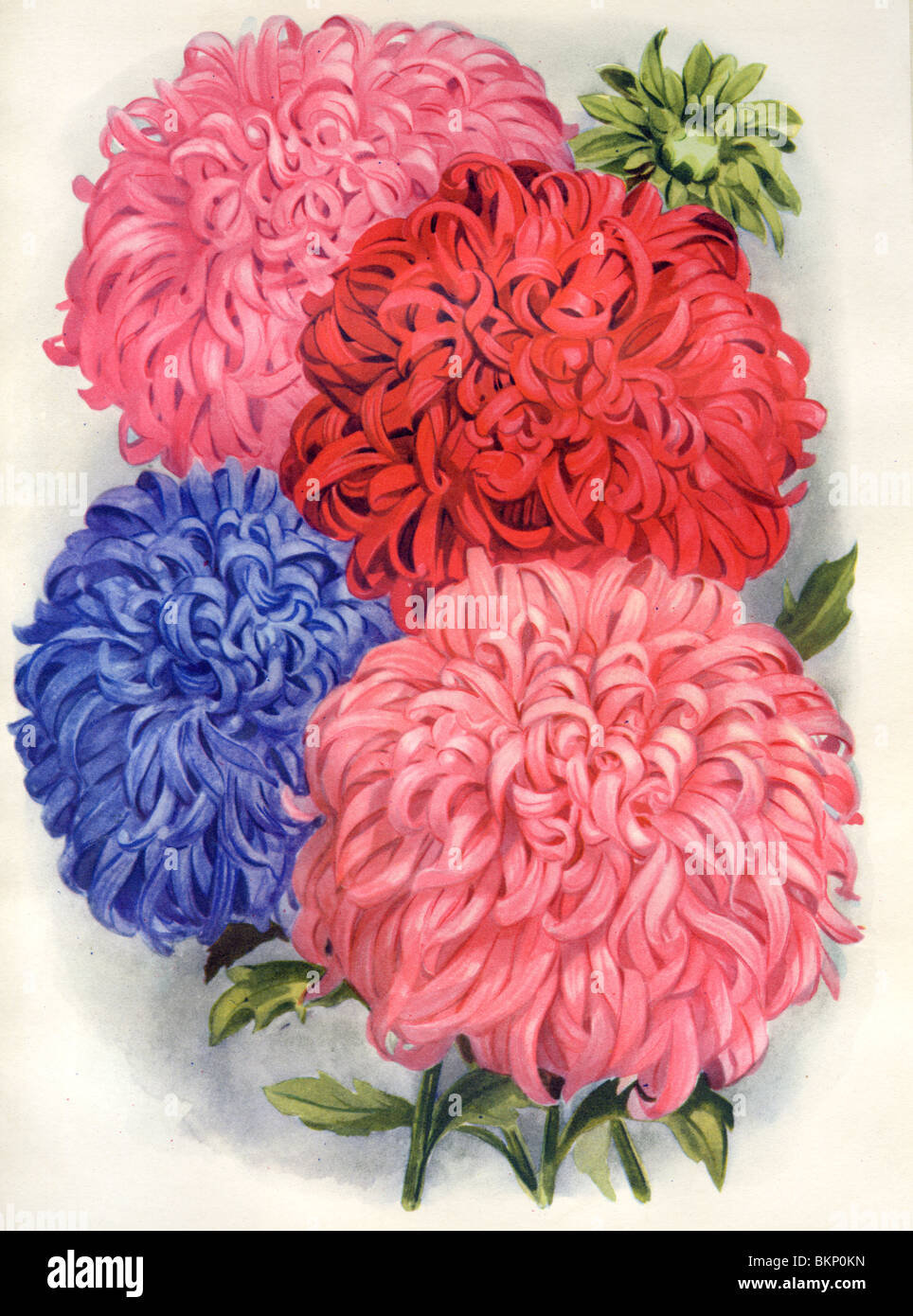 Aster giant hi-res stock photography and images - Alamy