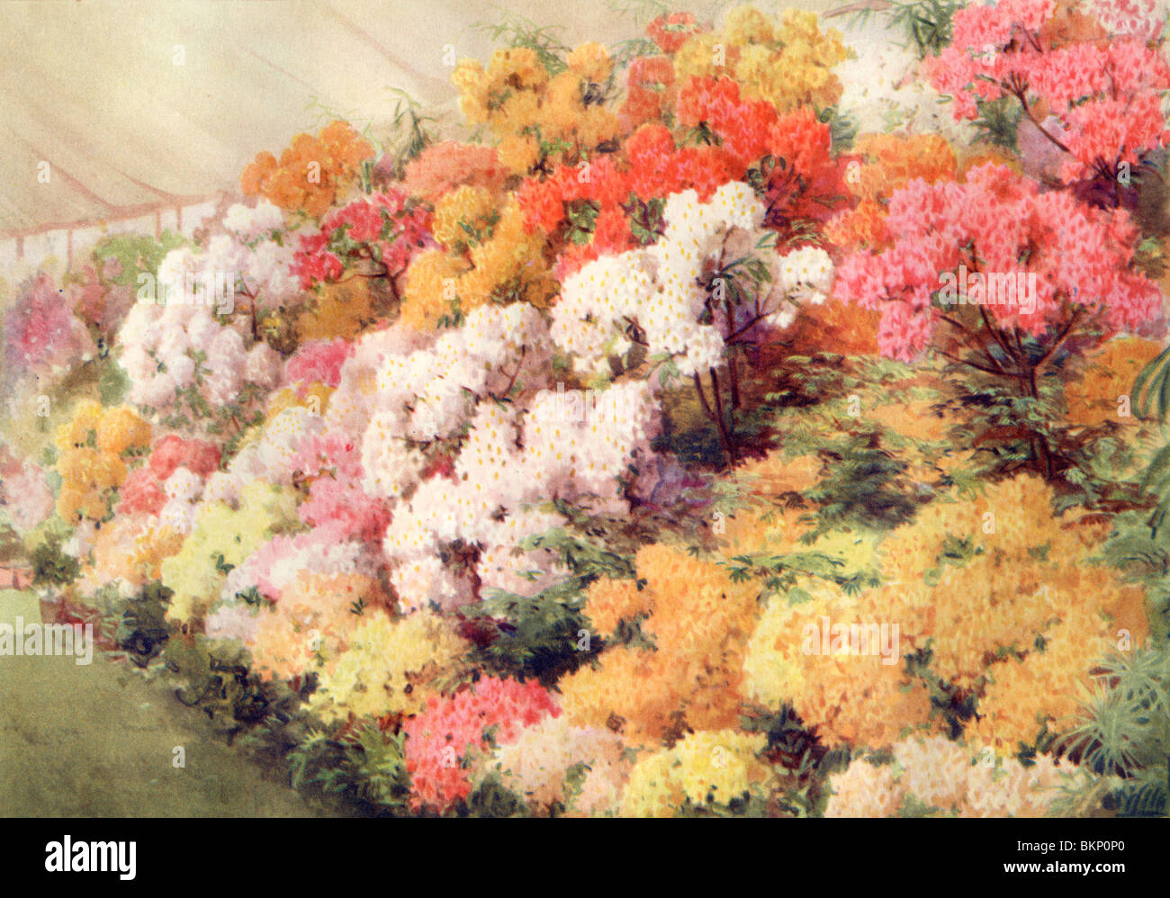 Hardy azaleas hi-res stock photography and images - Alamy