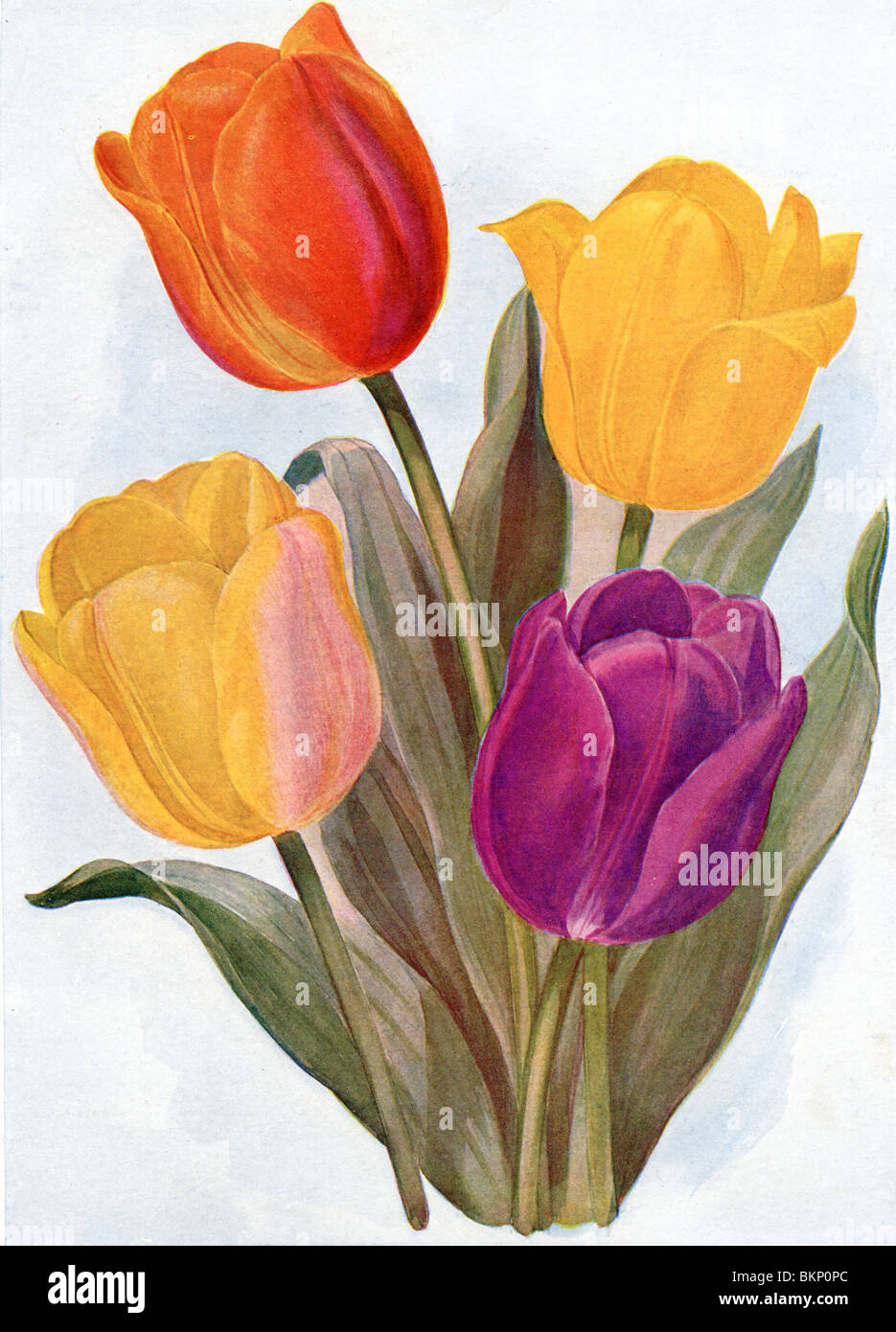 May Flowering Tulips Stock Photo - Alamy
