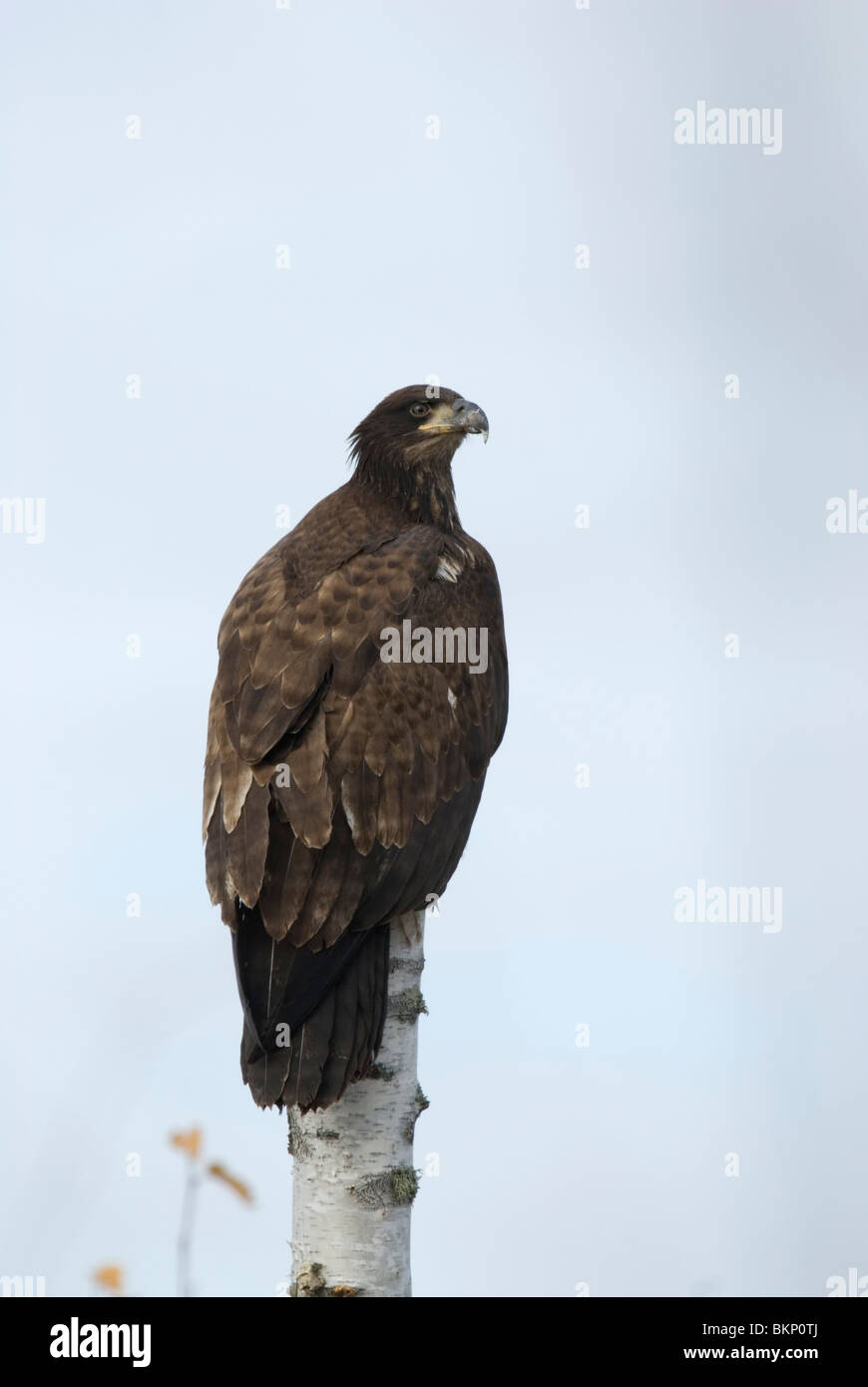 A Bald Eagle sitting on a dead tree Stock Photo - Alamy
