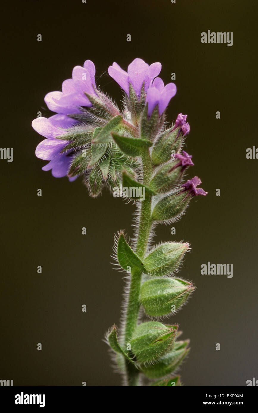 Sunlightplant hi-res stock photography and images - Alamy
