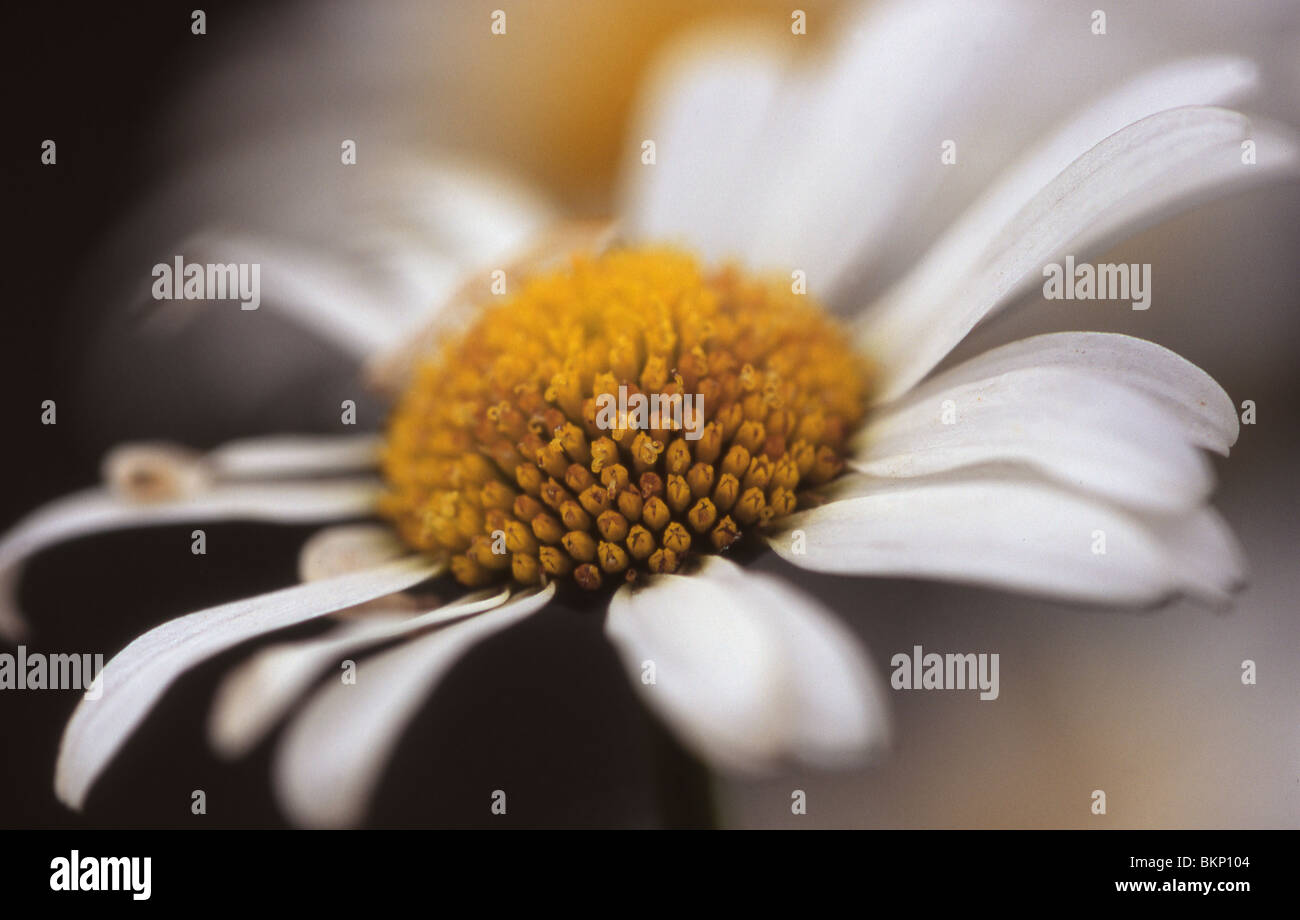 Gele buisbloemen en witte lintbloemen van gewone margriet ; Flower of ...